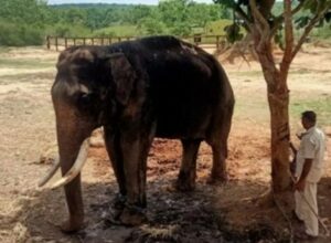 What Happened to Balarama Elephant? Mysore Dasara Ambari Elephant ...