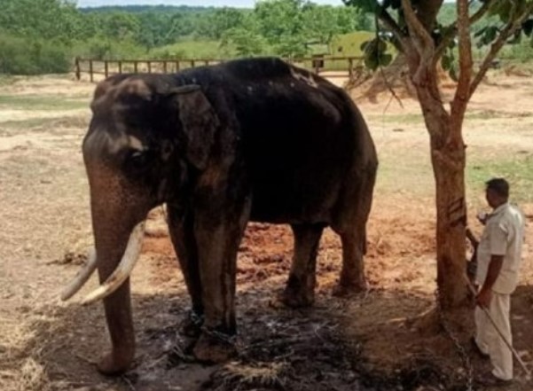 What Happened to Balarama Elephant? Mysore Dasara Ambari Elephant ...