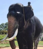 What Happened to Balarama Elephant? Mysore Dasara Ambari Elephant ...