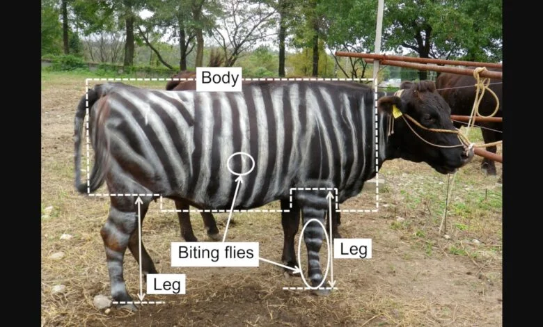Painting 'Zebra Stripes' on Cows Wards Off Biting Flies