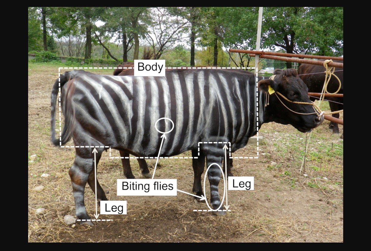 Painting 'Zebra Stripes' on Cows Wards Off Biting Flies